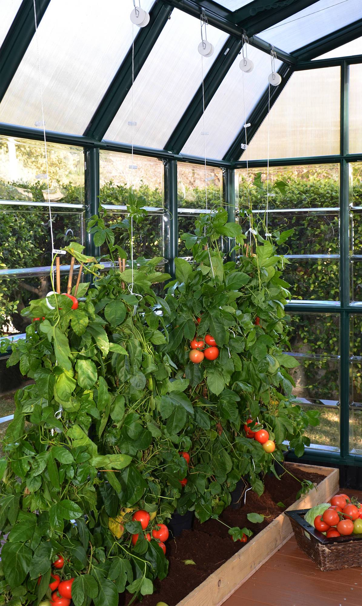 Palram Canopia Trellising Kit Pro | Greenhouse Stores