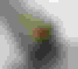 Elite Thyme 8x10 Greenhouse Toughened | Greenhouse Stores