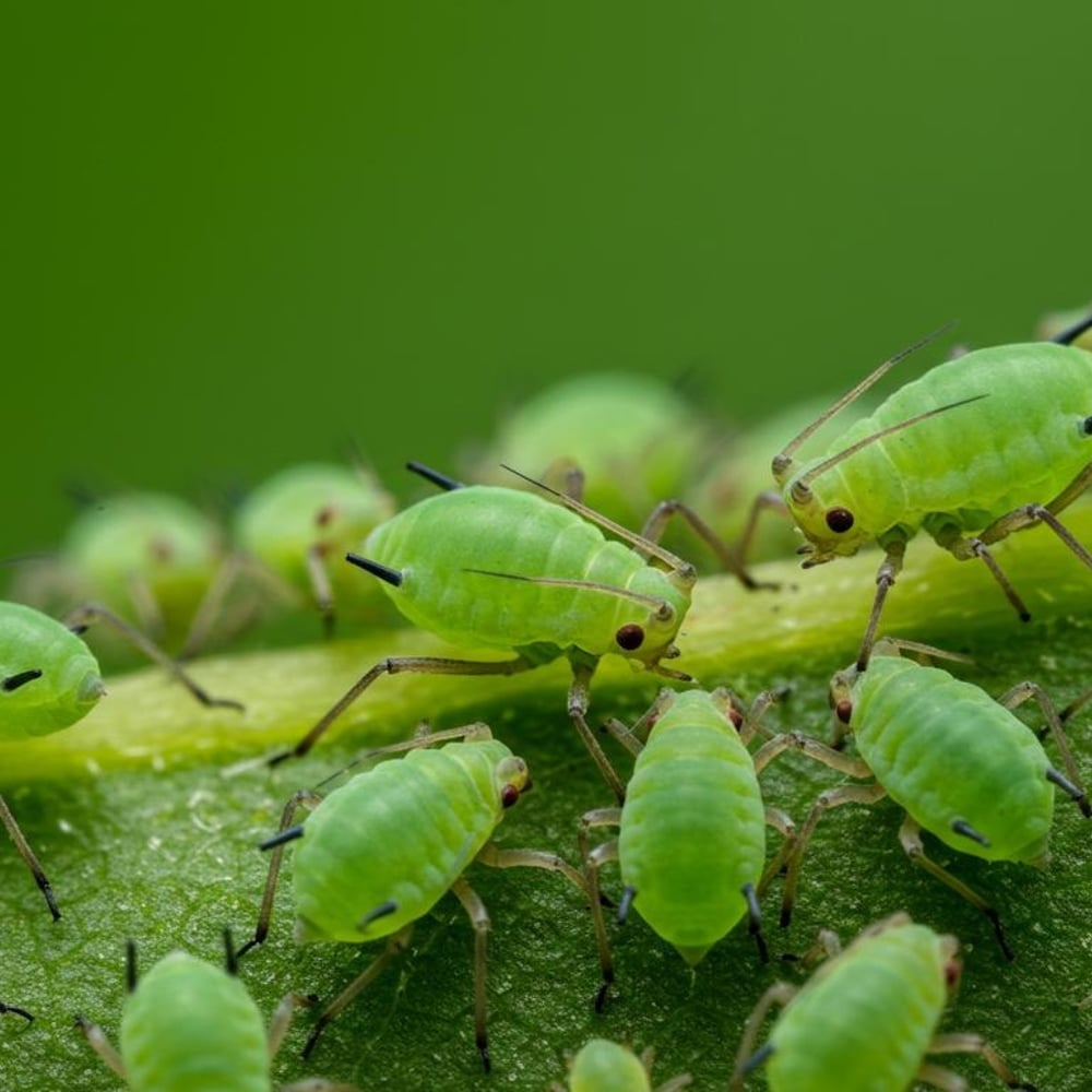 How to Get Rid of Greenfly: 14 Natural UK Methods