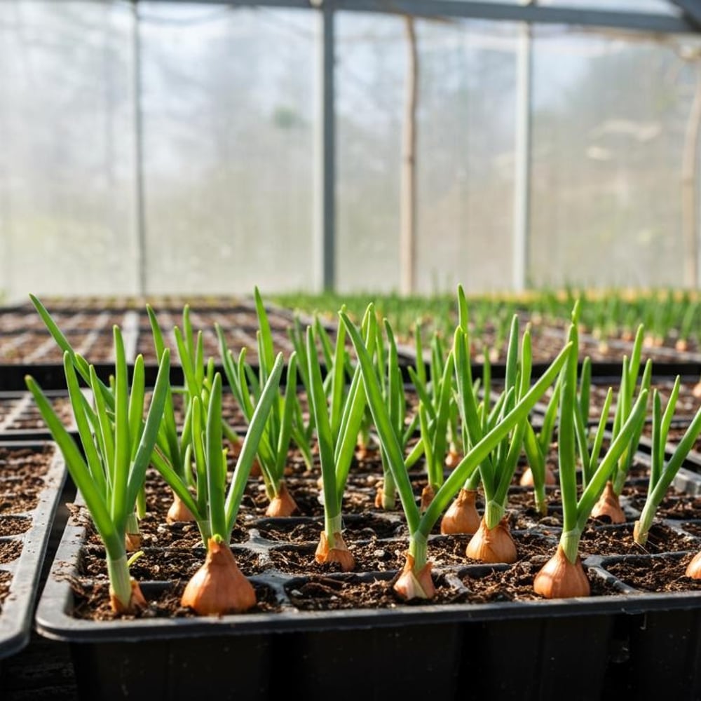 How to Grow Shallots in a Greenhouse: UK Guide